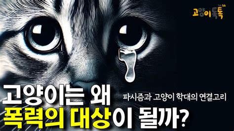 고양이를 괴롭히는 사람들의 진짜 심리 Youtube