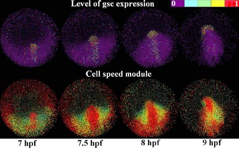 Figure 1 From Towards A Digital Model Of Zebrafish Embryogenesis