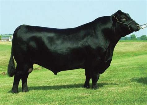 Angus Negro Y Rojo Genex Colombia