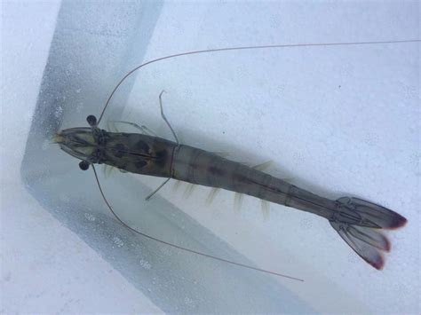 进口种虾 进口种虾 广东胜博生物科技有限公司