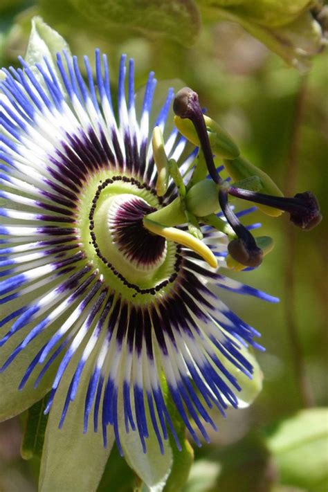 Buy Blue Crown Passion Flower Vine Free Shipping Wilson Bros