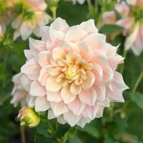 Dahlia Break Out • Il Giardino Di Famiglia