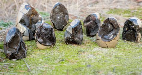 Abalone Meaning Healing Properties Benefits And Uses