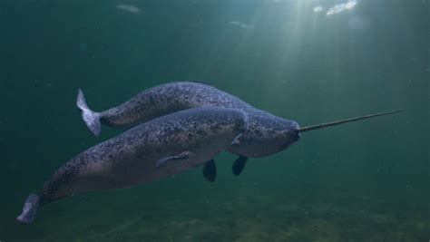 How Do Whales Mate And Reproduce Sex Underwater Explained