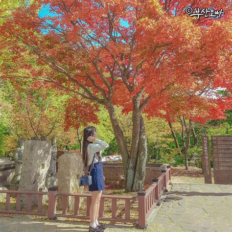 부산오빠 부산에서 단풍놀이 가장 빨리 할 수 있는 곳 범어사 단풍구경 10월 말부터 11월
