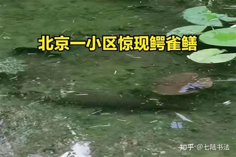 不惜竭泽而渔鳄雀鳝危害之大为何没有泛滥成灾 知乎