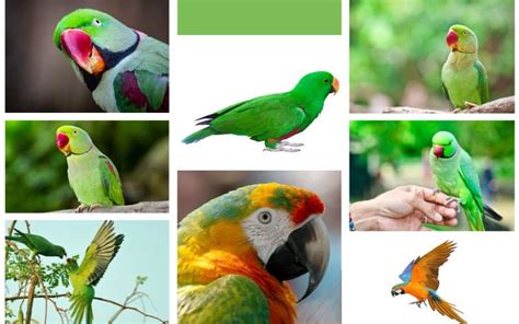 20 Different Types Of Green Parrots