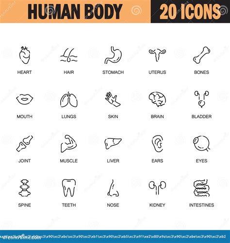 Human Body Icon Set Stock Vector Illustration Of Body 83425765