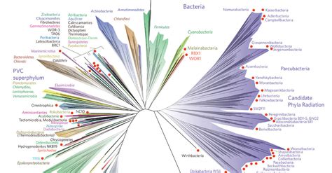 Complete Phylogenetic Tree Of Life
