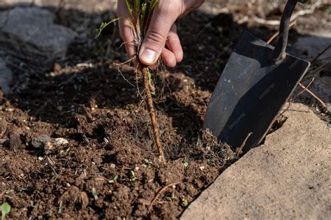Premium Photo A Hand Holding A Clump Of Fresh Grass Above A Rice