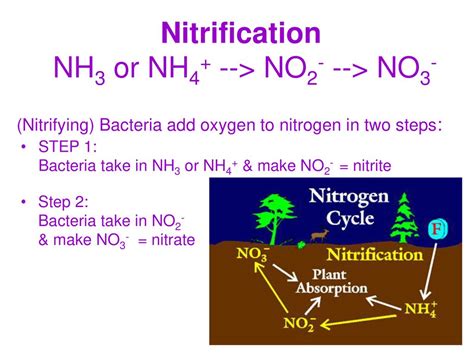 The Nitrogen Cycle Ppt Download