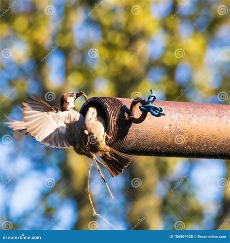 Sparrows Nesting In An Old Pipe Stock Image Image Of Home Feather