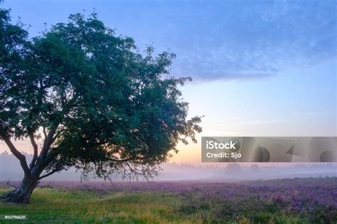 여름에 일출 동안 히스 랜드 풍경에 헤더 식물 피 0명에 대한 스톡 사진 및 기타 이미지 0명 Veluwe 경관 Istock