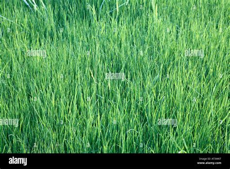 Longish Grass About 10 Inches Tall From Side With Sunlight Through Blades Tall Fescue