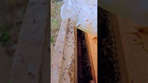 Arı Yuvasında Yaşayan Qarışqalar Youtube