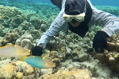 Hari Ikan Nasional Pernah Dengar Nama Ikan Kakatua