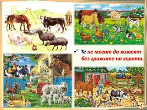 13 Диви и домашни животни РК Просвета В П Pptx