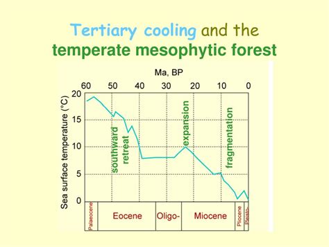 Ppt Temperate Deciduous Mesophytic Forests Powerpoint Presentation Id 365926