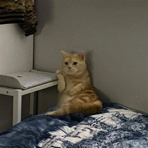 Pin Em Wow Fotos De Animais Fofos Gatinhos Imagens Fofas