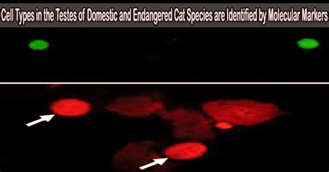 Cell Types In The Testes Of Domestic And Endangered Cat Species Are