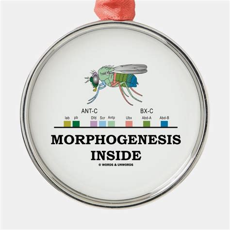 Morphogenesis Inside Drosophila Fruit Fly Genes Metal Ornament Zazzle