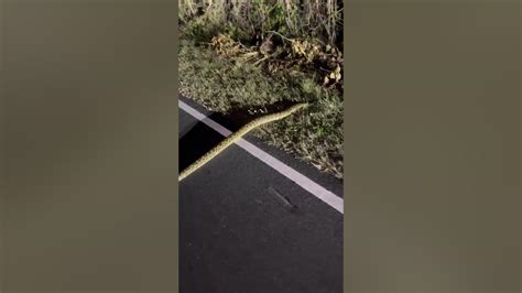 Burmese Python Youtube