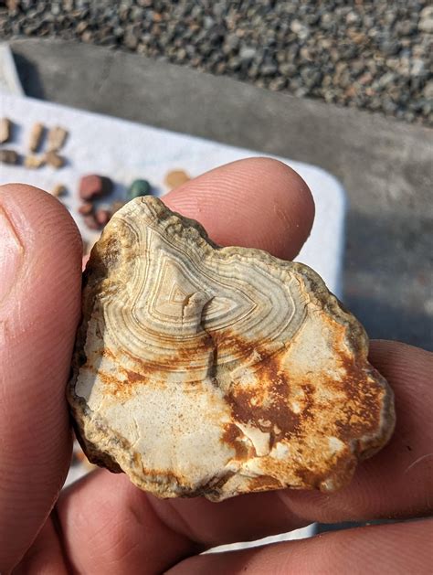 Agate Banding But Not Translucent Can Anyone Id Rrockhounds