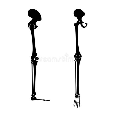 Human Leg Bones Anatomy Stock Vector Illustration Of Graphic 183223077