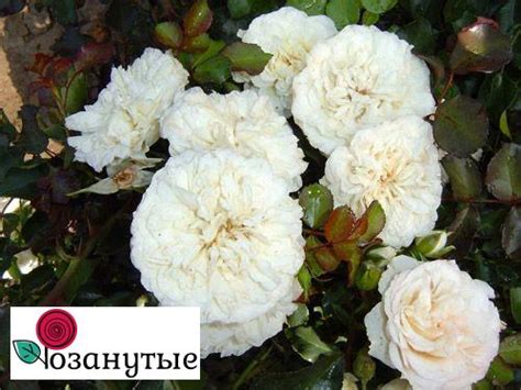 Купить Роза Свани / Rose Swany (Почвопокровная ) ВЕСНА 2024 в Ростове ...