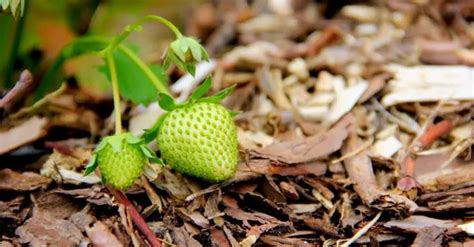 Un anti limace naturel éloignez les limaces au jardin bio Anti