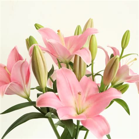 오리엔탈 백합 꽃말과 특징 Lily Oriental 꽃도감