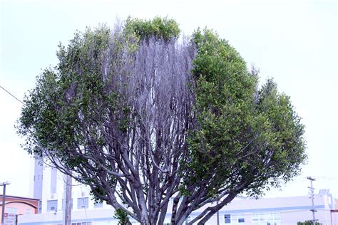 Reverse Mohawk Mission Local