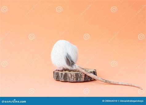 The Cute Domestic White Rat Turned Away Long Tail Of A Pet Rat Stock
