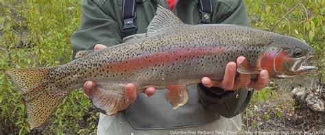 Redband Trout Western Native Trout Initiative