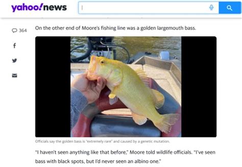 The Show Me Fly Guy A Golden Largemouth Bass