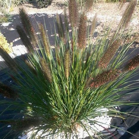 Soruolė Pašiaušėlinė Pennisetum Alopecuroides Var