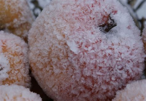Frozen Apple