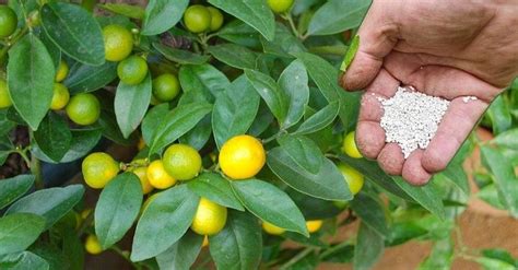 Come Far Germogliare Il Limone E Quali Sono I Vantaggi Tecniche E Metodi Semplici Per Farlo In