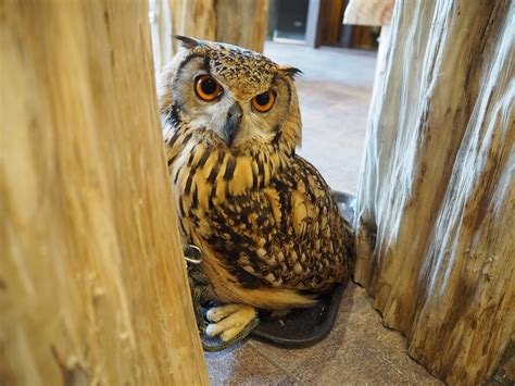 アヒル寝の銀ちゃん Blog 大阪心斎橋 幸せのフクロウカフェchouette（シュエット）