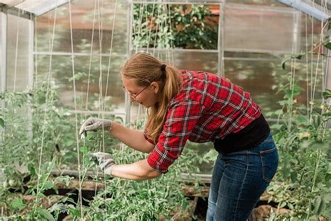 A Joyful Female Gardener Wearing Gloves Tending To Tomato Plants In A