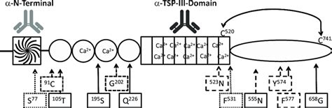 Schematic Presentation Of The Identified Neoepitopes In Comp Shown Is