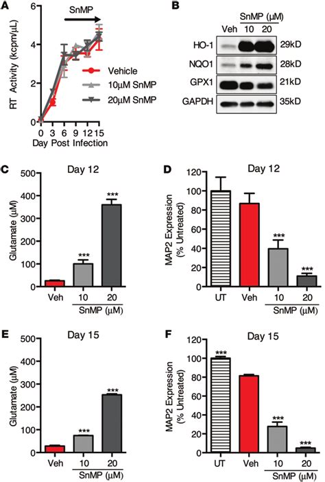 Exposure Of Hiv Mdm To An Inhibitor Of Heme Oxygenase Enzymatic