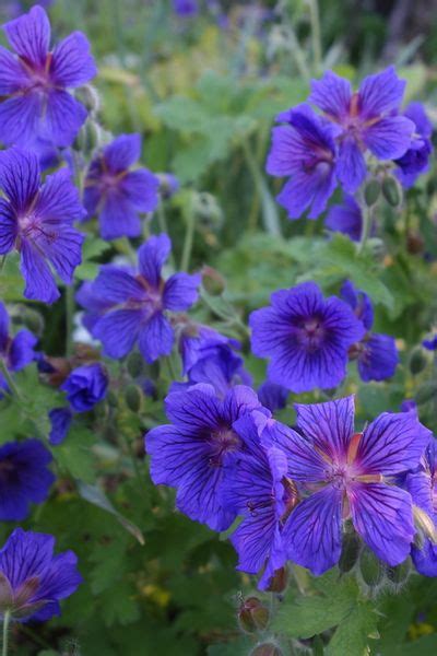 Hardy Geranium Artofit