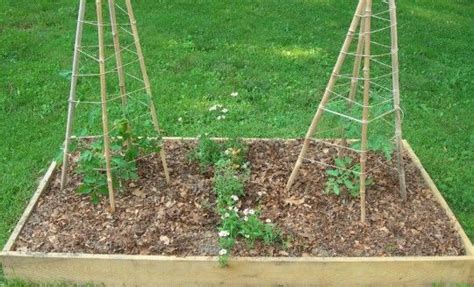 10 Cheap And Easy Diy Tomato Cages Gardeners Magazine