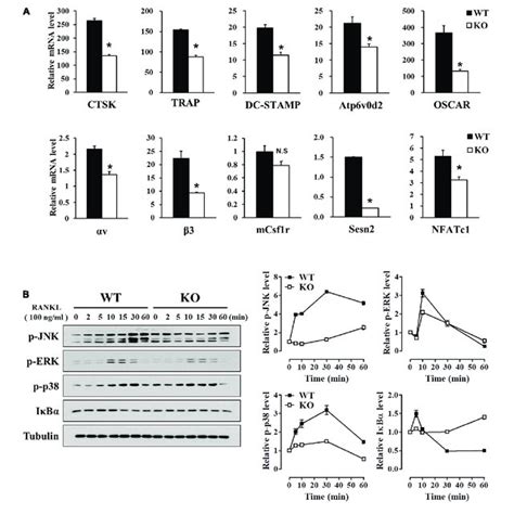 Reduced Expression Of Osteoclast Differentiation Marker Genes In