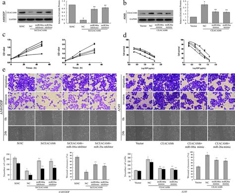 In Vitro Effects Of Ceacam6 Expression On Ddp Resistance A