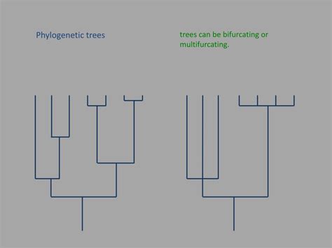 Ppt Computational Phylogenetics Powerpoint Presentation Free Download Id2754073