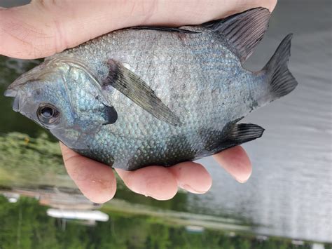Blue Gill General Discussion Forum General Discussion Forum In