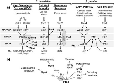 Functional Role Of PP2C Enzymes In Yeast MAPK Pathway Regulation And