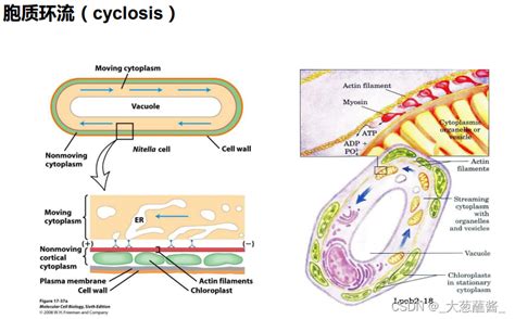 细胞生物学8 第八章 细胞骨架 《细胞生物学》——细胞8章 细胞骨架2 Csdn博客